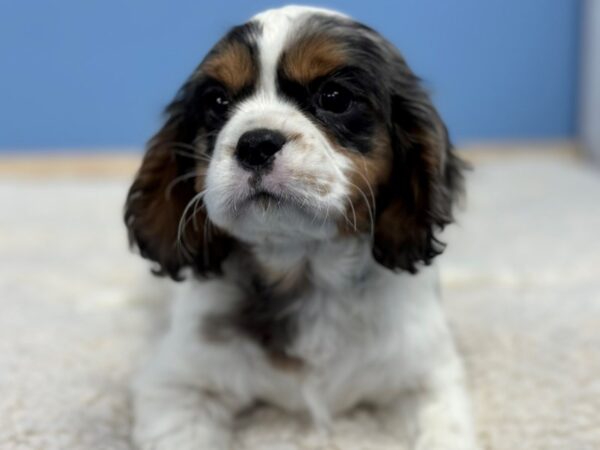 Cavalier King Charles Spaniel Puppies - Petland Batavia, Illinois
