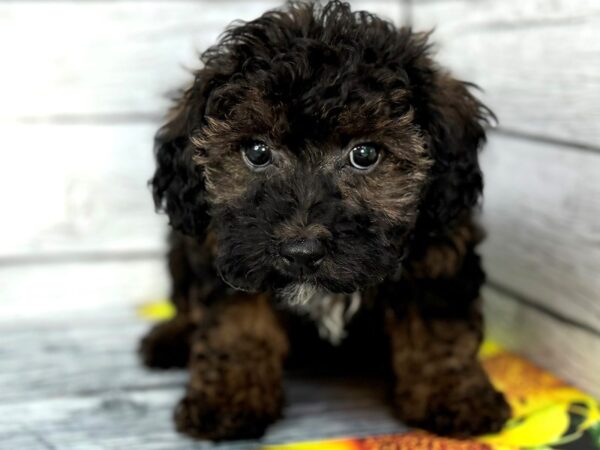 Buy Puppies, Pets & Supplies | Petland Batavia | Pet Store Illinois