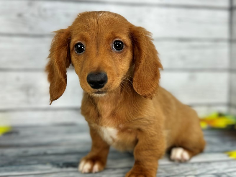 Buy Puppies, Pets & Supplies | Petland Batavia | Pet Store Illinois