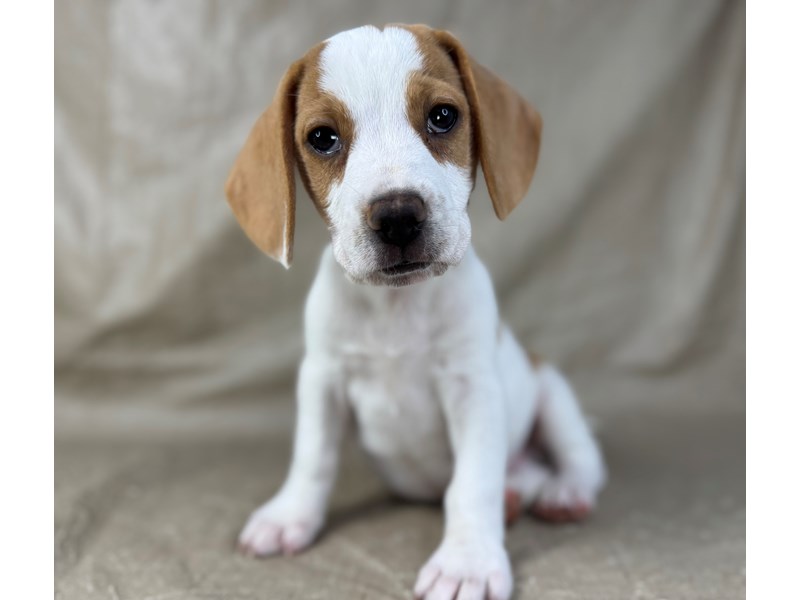 Buy Puppies, Pets & Supplies | Petland Batavia | Pet Store Illinois