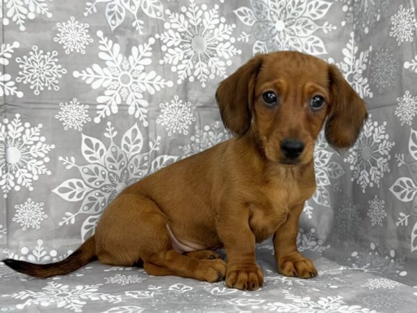 Dachshund Small Animal Red Sable Dapple ID:21916 Located at Petland ...